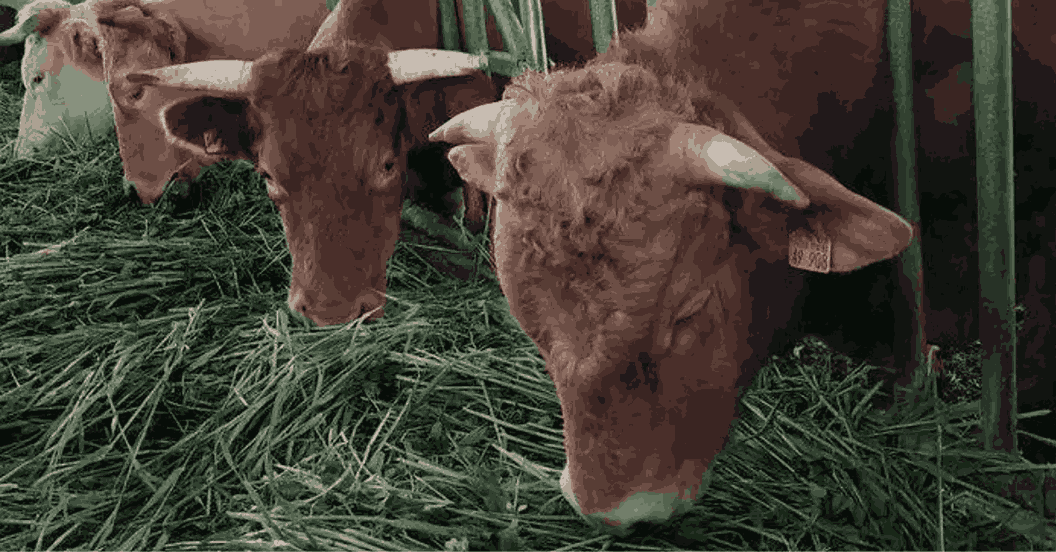 Buy Quality Fodder in Kenya | 0727409419